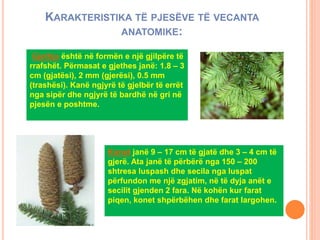 Karakteristikat e familje pishore | PPTX