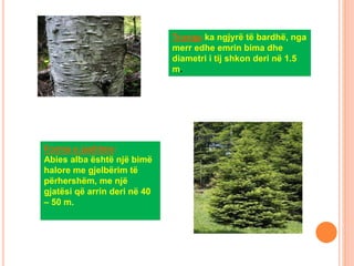 Karakteristikat e familje pishore | PPTX