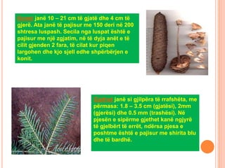 Karakteristikat e familje pishore | PPTX