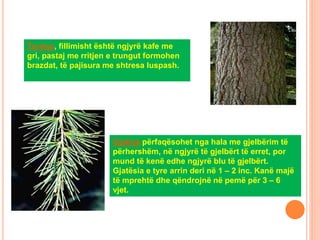 Karakteristikat e familje pishore | PPTX