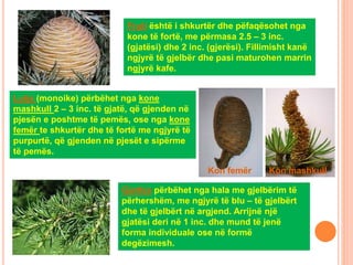 Karakteristikat e familje pishore | PPTX