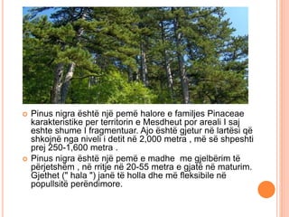 Karakteristikat e familje pishore | PPTX