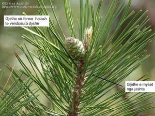 Karakteristikat e familje pishore | PPTX