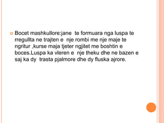 Karakteristikat e familje pishore | PPTX