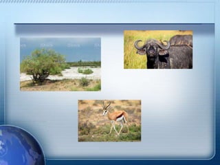 karakteristik bioma.ppt