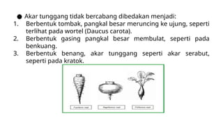 karakteristik biosistematika tumbuhan.pptx