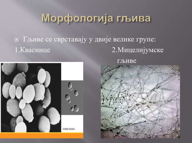 Opste karakteristike gljiva IV7 | PPT