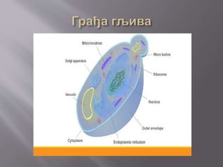 Opste karakteristike gljiva IV7 | PPT