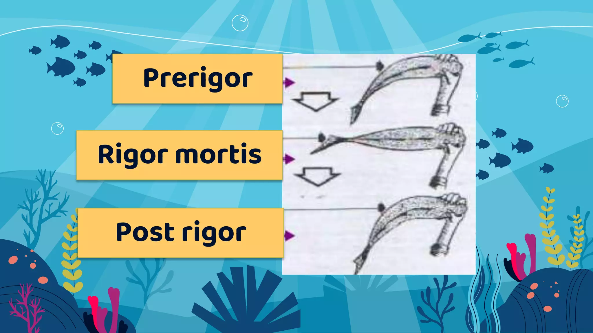 Karakteristik Fisiko-Kimia Hasil Perikanan.pptx