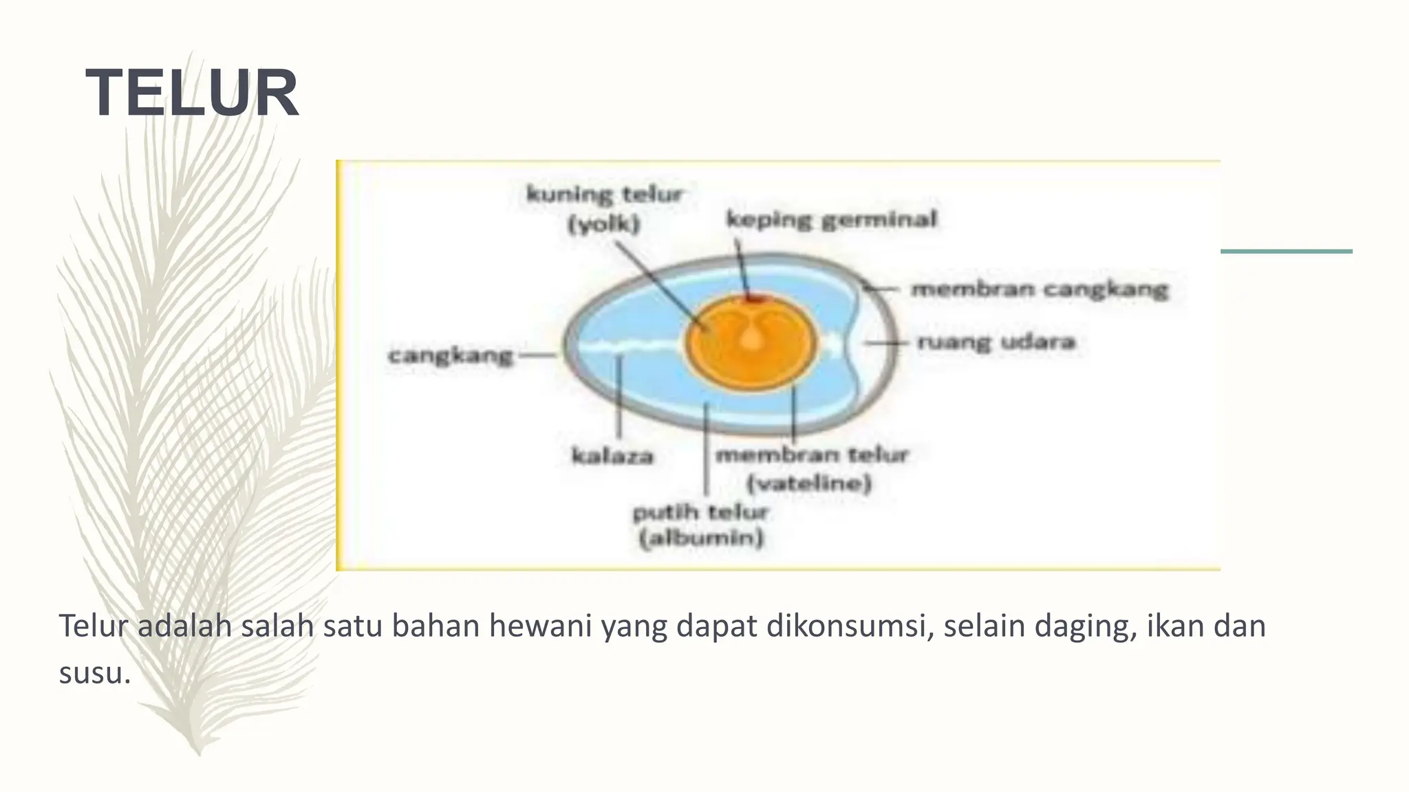 KARAKTERISTIK TELUR.pptx