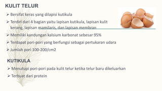 KARAKTERISTIK TELUR.pptx