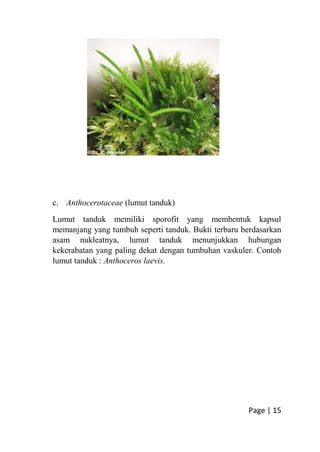 Karakteristik tumbuhan lumut1 | PDF