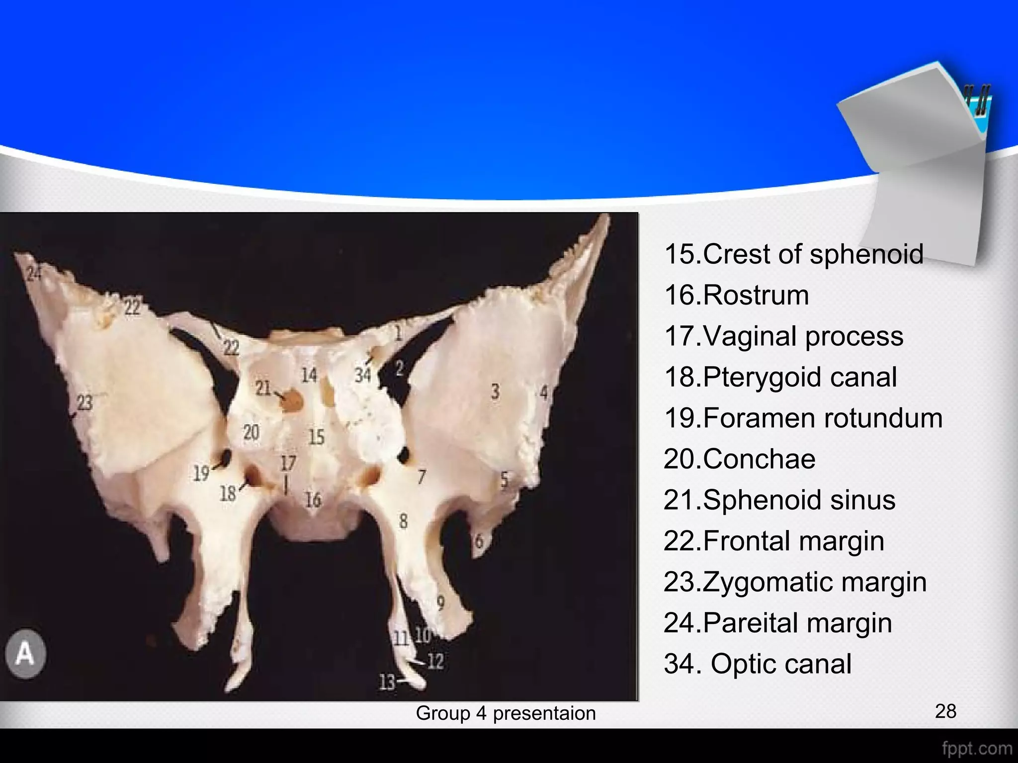 Sphenoid bone (osteology) | PPT