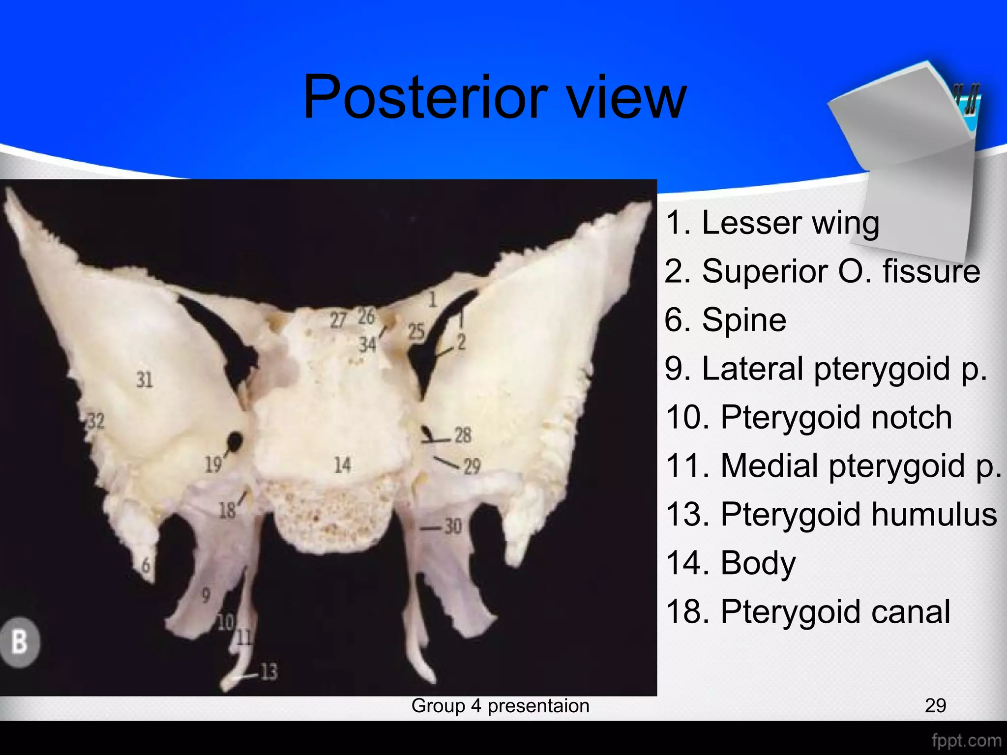 Sphenoid bone (osteology) | PPT