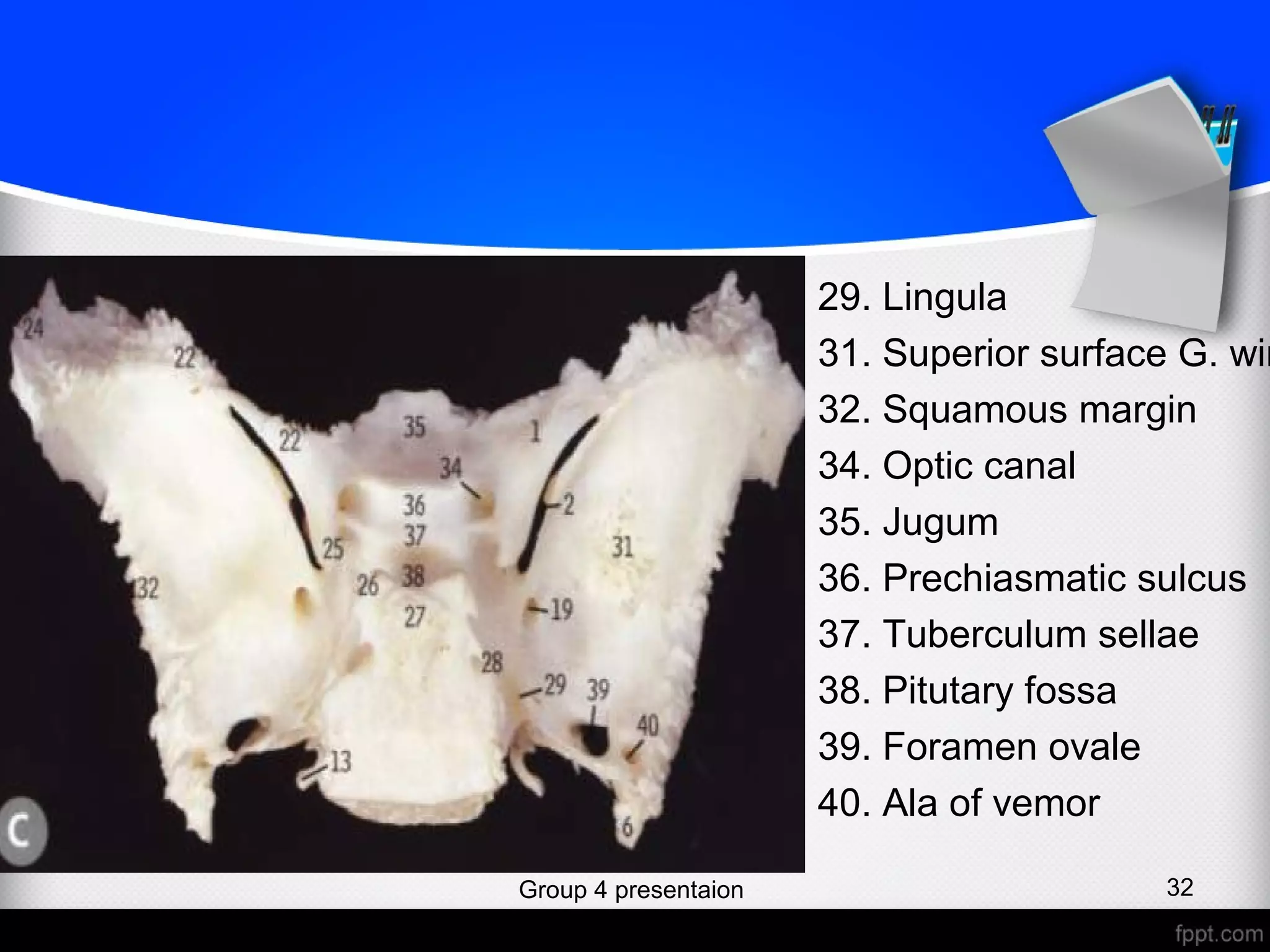 Sphenoid bone (osteology) | PPT