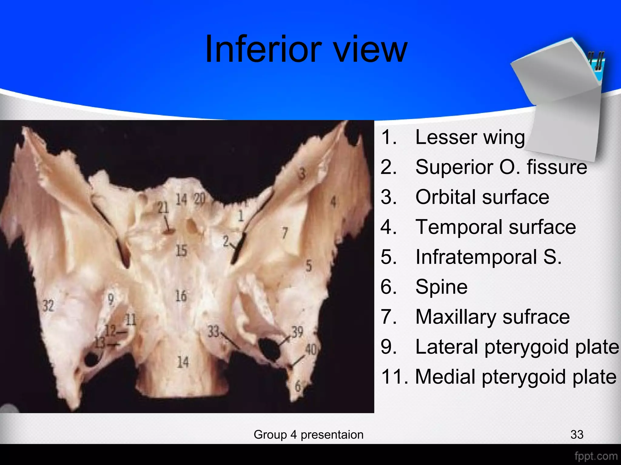 Sphenoid bone (osteology) | PPT