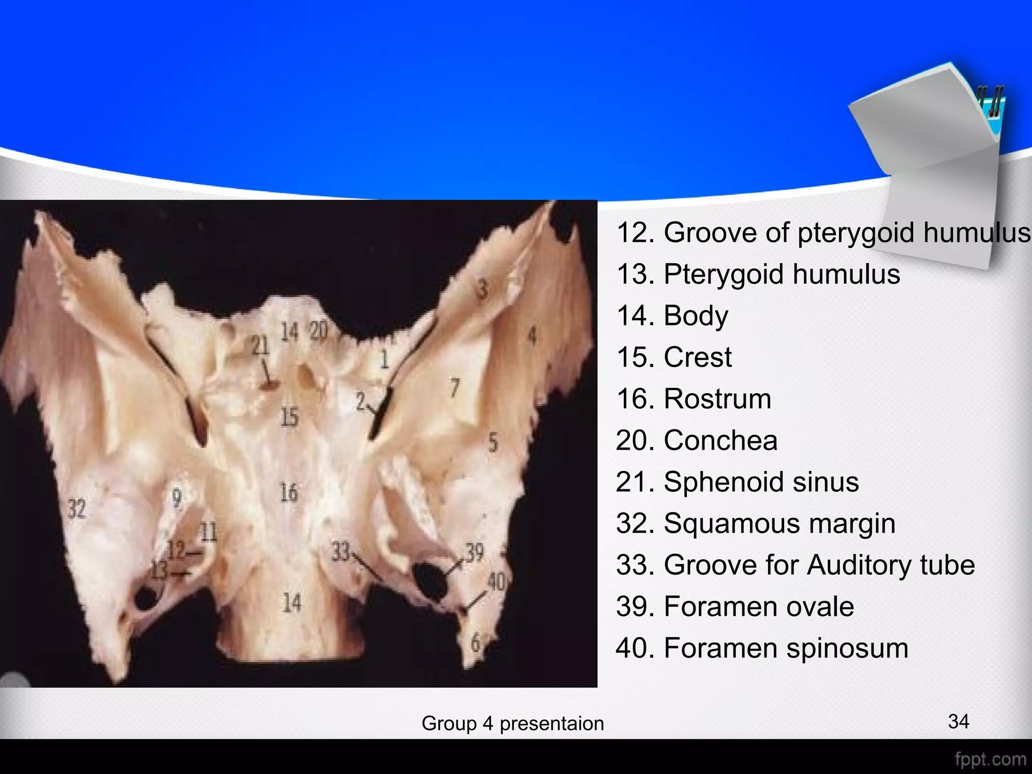 Sphenoid bone (osteology) | PPT