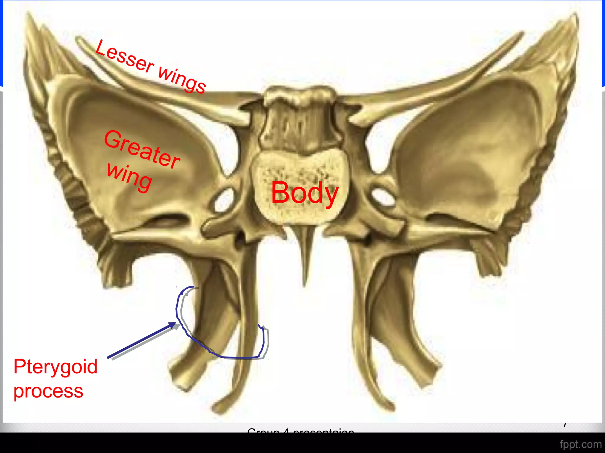 Sphenoid bone (osteology) | PPT