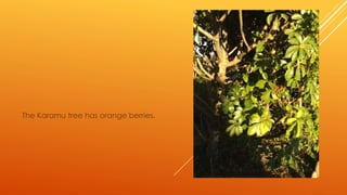 Karamu | PPTX