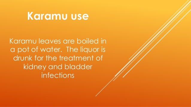 Karamu « Rongoa Maori