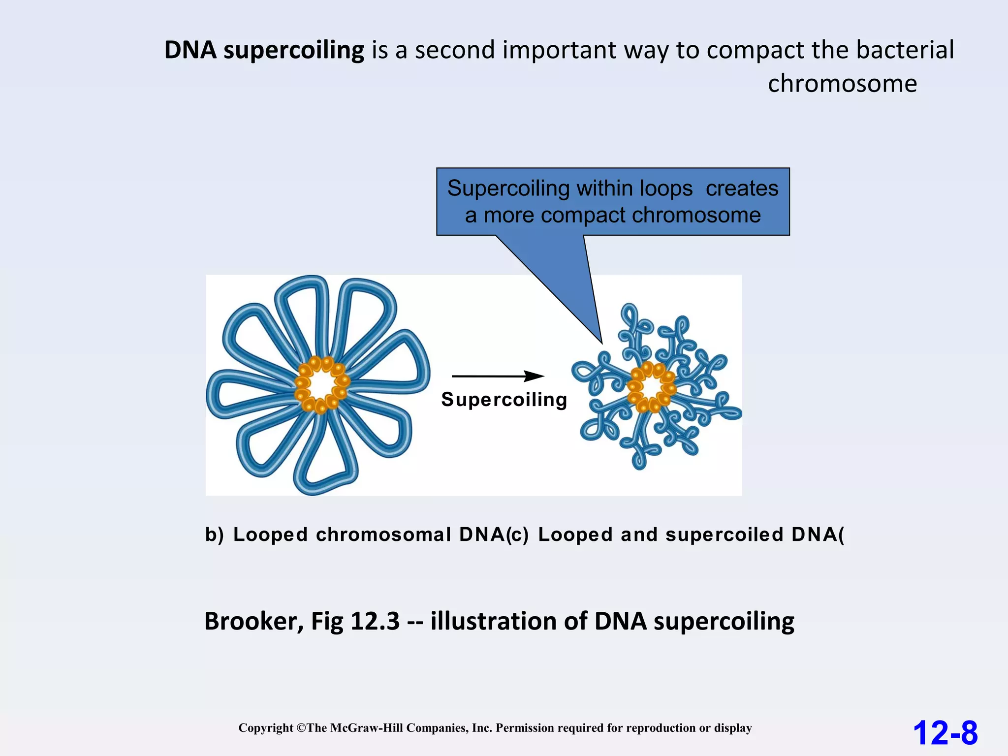 Chromosomes: Packaging of genome | PPT