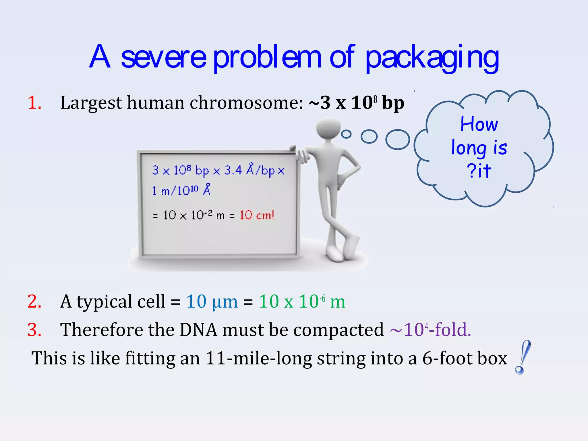 Chromosomes: Packaging of genome | PPT