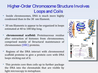 Chromosomes: Packaging of genome | PPT