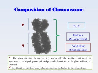 Chromosomes: Packaging of genome | PPT
