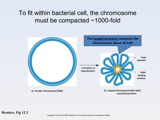 Chromosomes: Packaging of genome | PPT