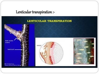 transpiration | PPTX | Gardening | Home & Garden