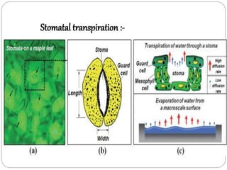 transpiration | PPTX