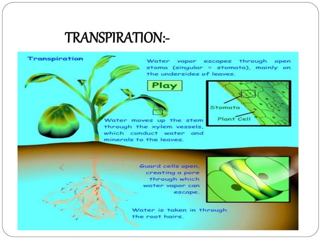 transpiration | PPT