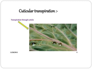 transpiration | PPTX | Gardening | Home & Garden