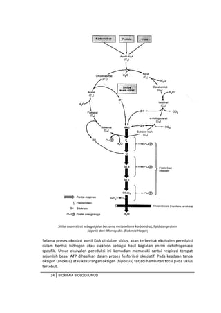 fungsi dan peran karbohidrat.biokimia.pdf