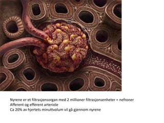Kardiorenalt syndrom - Tommy Aronsen | PDF