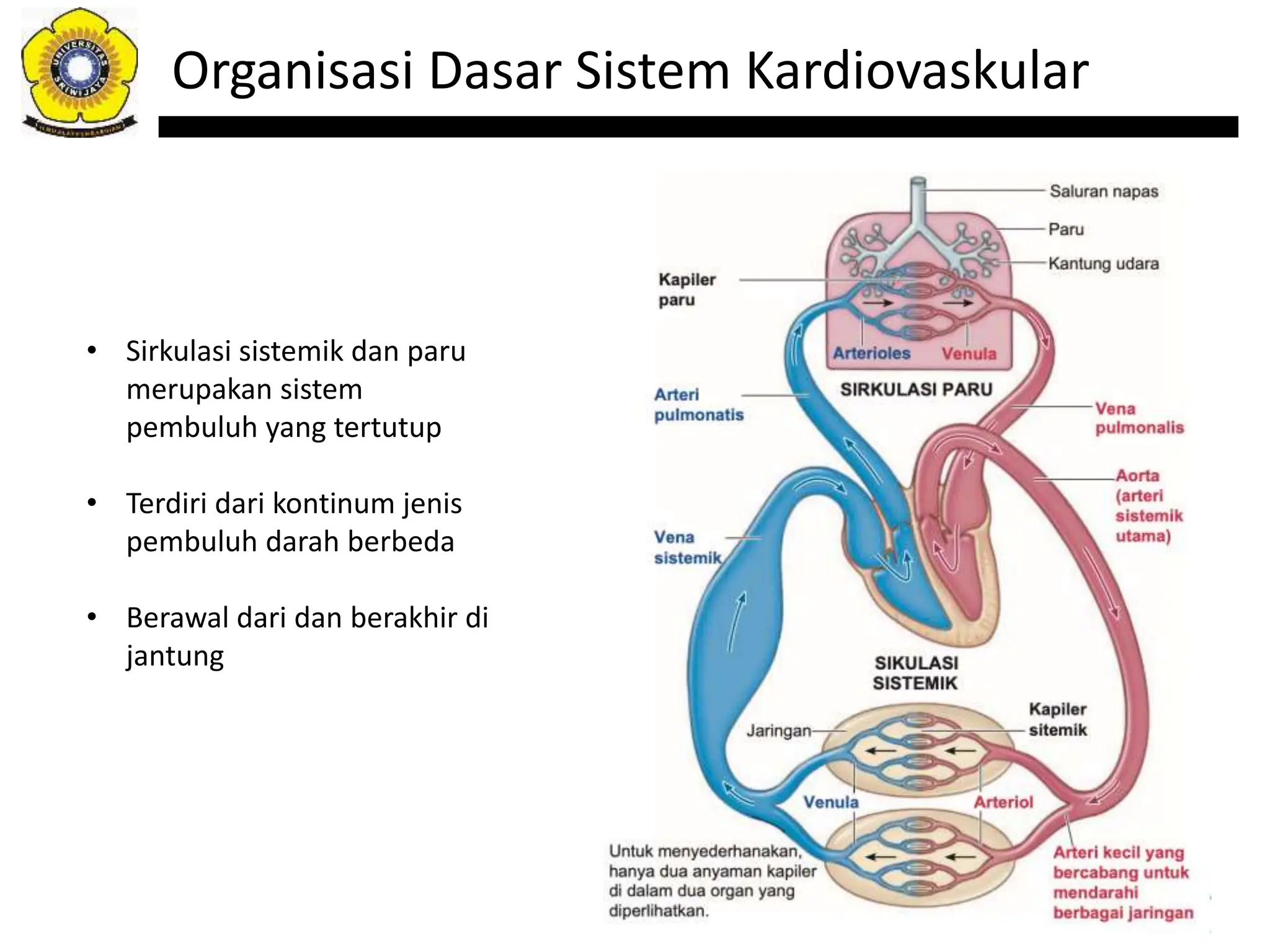 sistem kardiovaskular part 2 (S.KED) .pptx