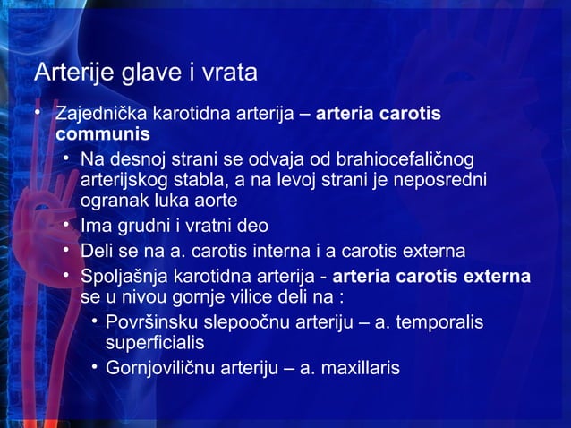ANATOMIJA Kardiovaskularni sistem | PPT