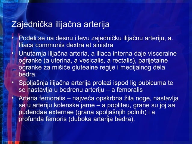 ANATOMIJA Kardiovaskularni sistem | PPT