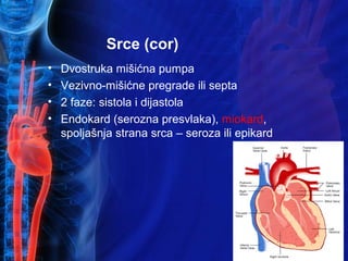 ANATOMIJA Kardiovaskularni sistem | PPT