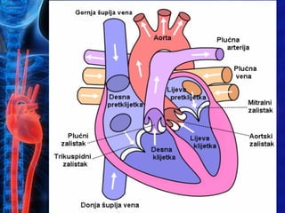 ANATOMIJA Kardiovaskularni sistem | PPT