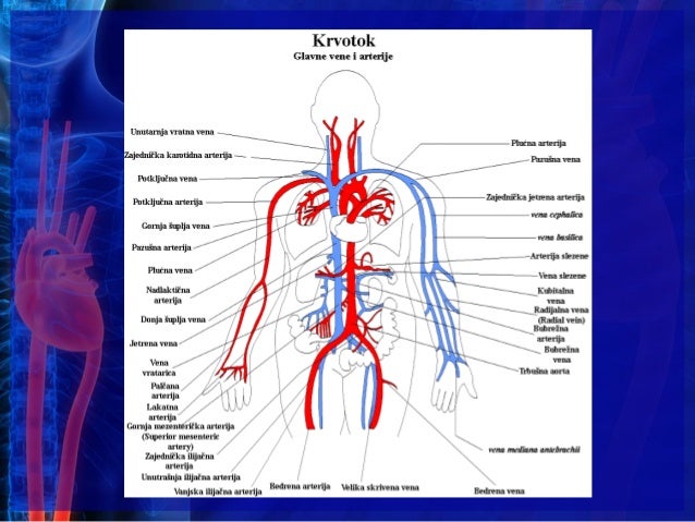 ANATOMIJA Kardiovaskularni sistem