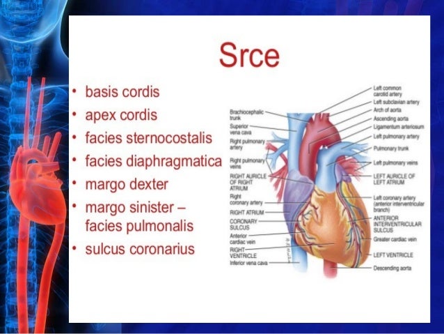 ANATOMIJA Kardiovaskularni sistem