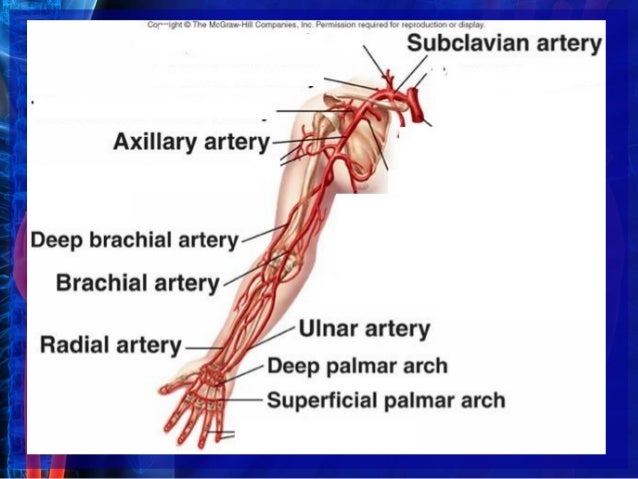 ANATOMIJA Kardiovaskularni sistem
