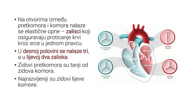 Kardiovaskularni sistem prezentacija za skolu | PPT