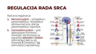 Kardiovaskularni sistem prezentacija za skolu | PPT
