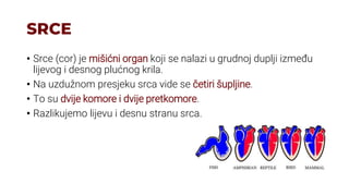 Kardiovaskularni sistem prezentacija za skolu | PPT