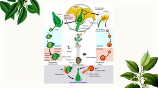 Reproducción Sexual y Asexual en las plantas | PPT