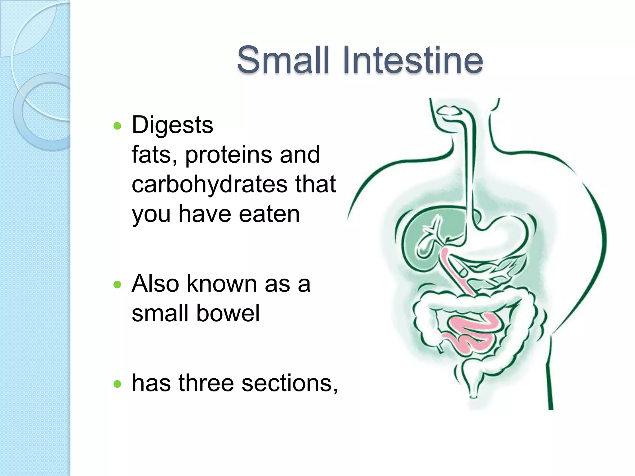 Karen816 digestive system powerpoint | PPT