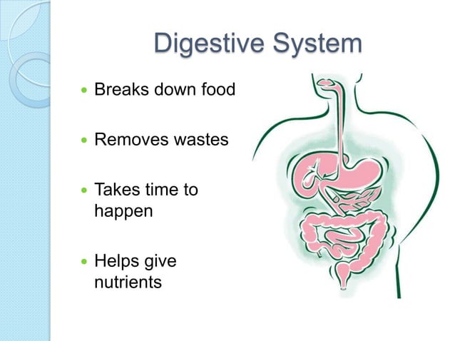 Karen816 digestive system powerpoint | PPT