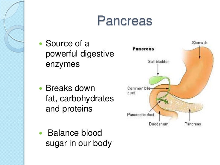 Karen816 digestive system powerpoint